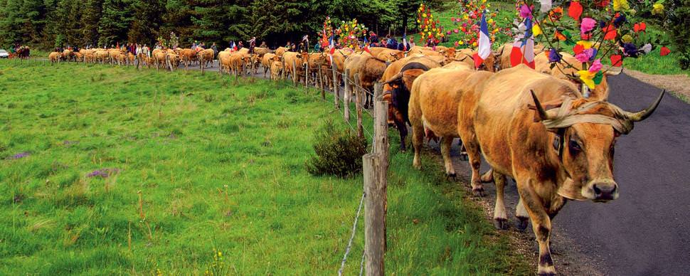 La transhumance en Aveyron | Tourisme Aveyron
